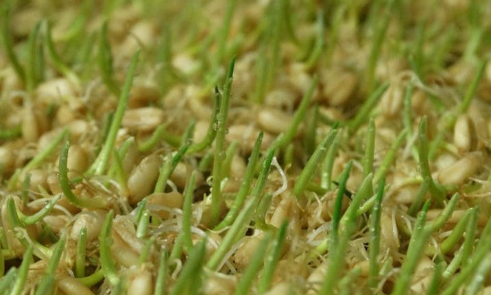 How to Grow Sprouts or Fodder for Animal Feed - Azure Standard
