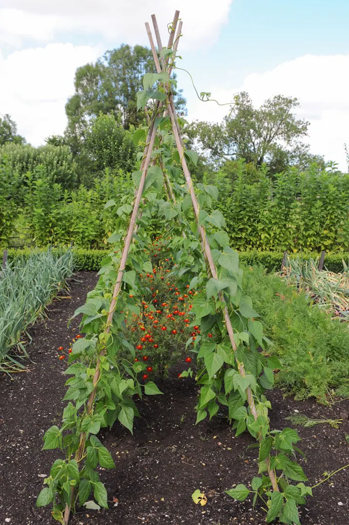 6 Fun Gardening Activities for Kids this Summer - Azure Standard