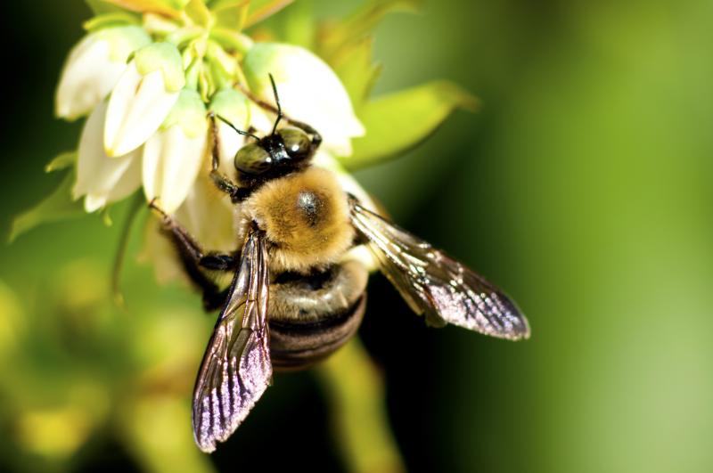 How to BEE wise - Life Lessons from Bees - Azure Standard