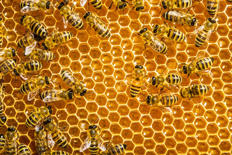 How to BEE wise - Life Lessons from Bees - Azure Standard