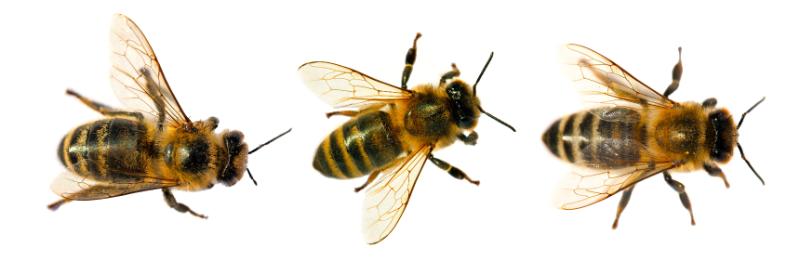 How to BEE wise - Life Lessons from Bees - Azure Standard