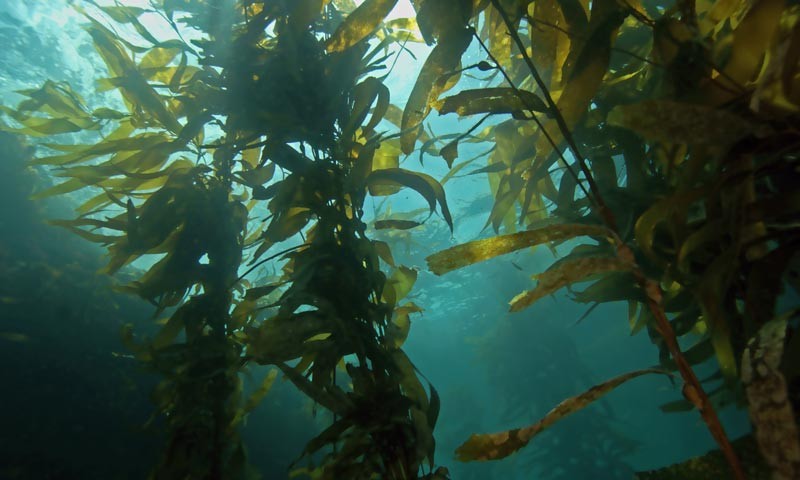 Natural Kelp Feed Supplement for Happy Healthy Pets - Azure Standard