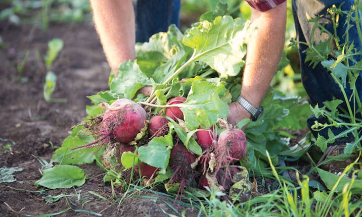 David Stelzer, CEO: Organic & Non-Organic at Azure - Azure Standard