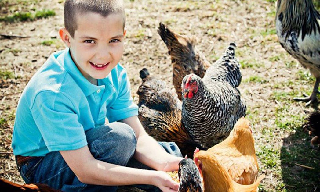 How Big Sky Organic Makes High-Quality Organic Chicken Feed - Azure ...