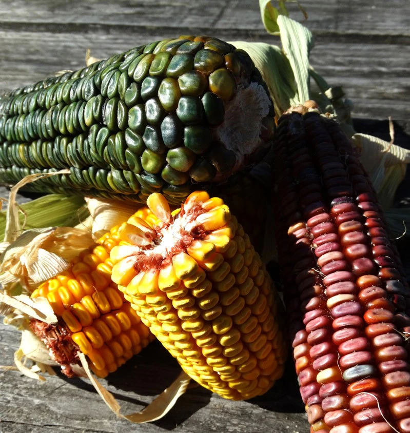 How Organic Farmers are Starting Fresh with Seed Sourcing - Azure Standard