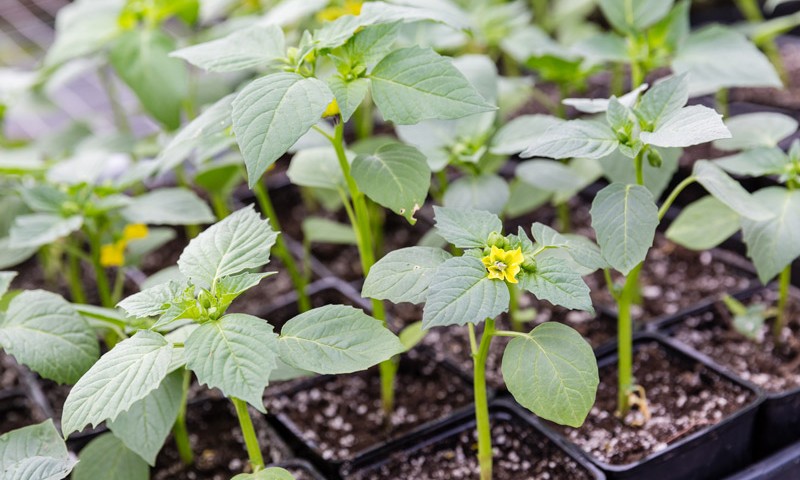 Search results for: “garden plants” - Azure Standard