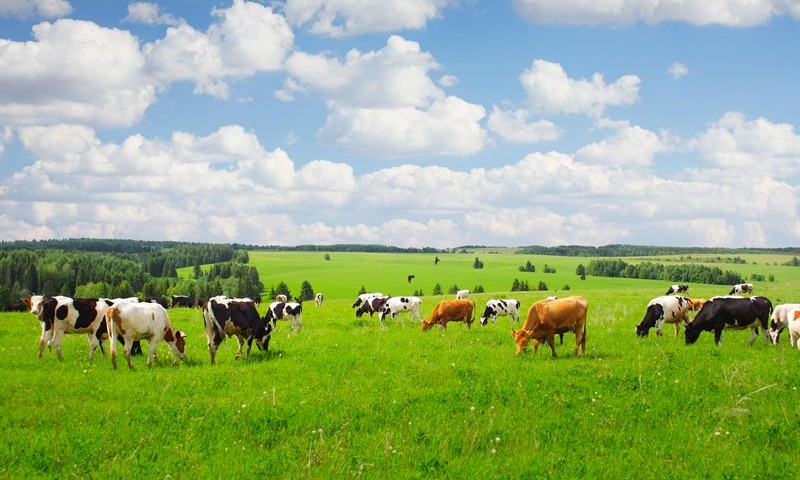 Search results for: “organic milk” - Azure Standard