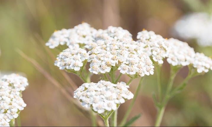 How to Make Yarrow Tea & Other Yarrow Home Remedies - Azure Standard