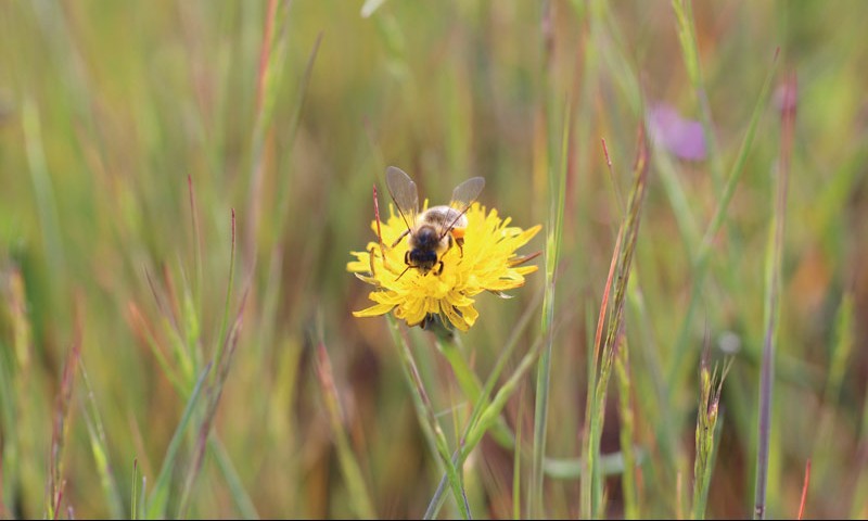How to Naturally Treat Bug Bites, Bee Stings and Bruises - Azure Standard