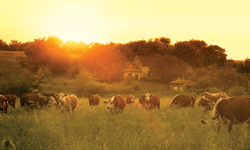 Meat Labels, Definitions & How to Choose the Safest Meat - Azure Standard