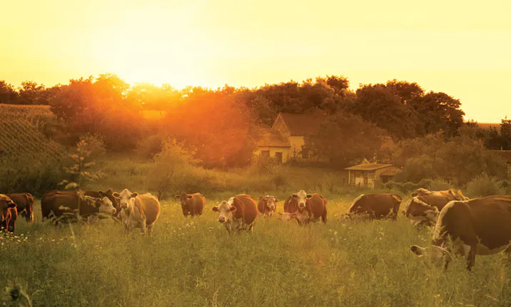 Meat Labels, Definitions & How to Choose the Safest Meat - Azure Standard