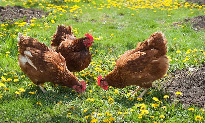 What Makes Pastured Eggs So Good for You? - Azure Standard