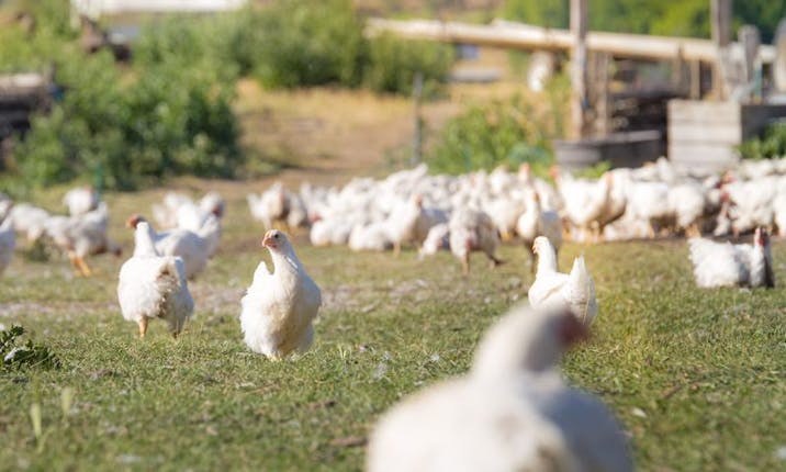 Introducing Pasture-Raised Chicken from Azure Husbandry - Azure Standard