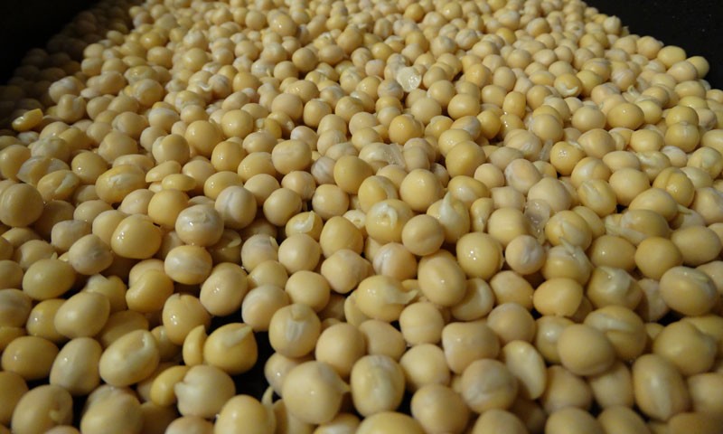 How to Grow Sprouts or Fodder for Animal Feed - Azure Standard