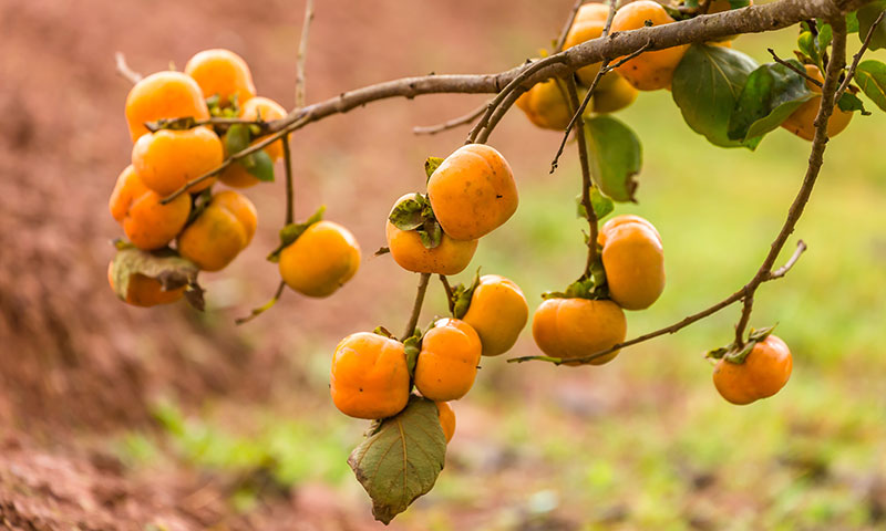 What Is a Persimmon and How Do You Eat It? - Azure Standard