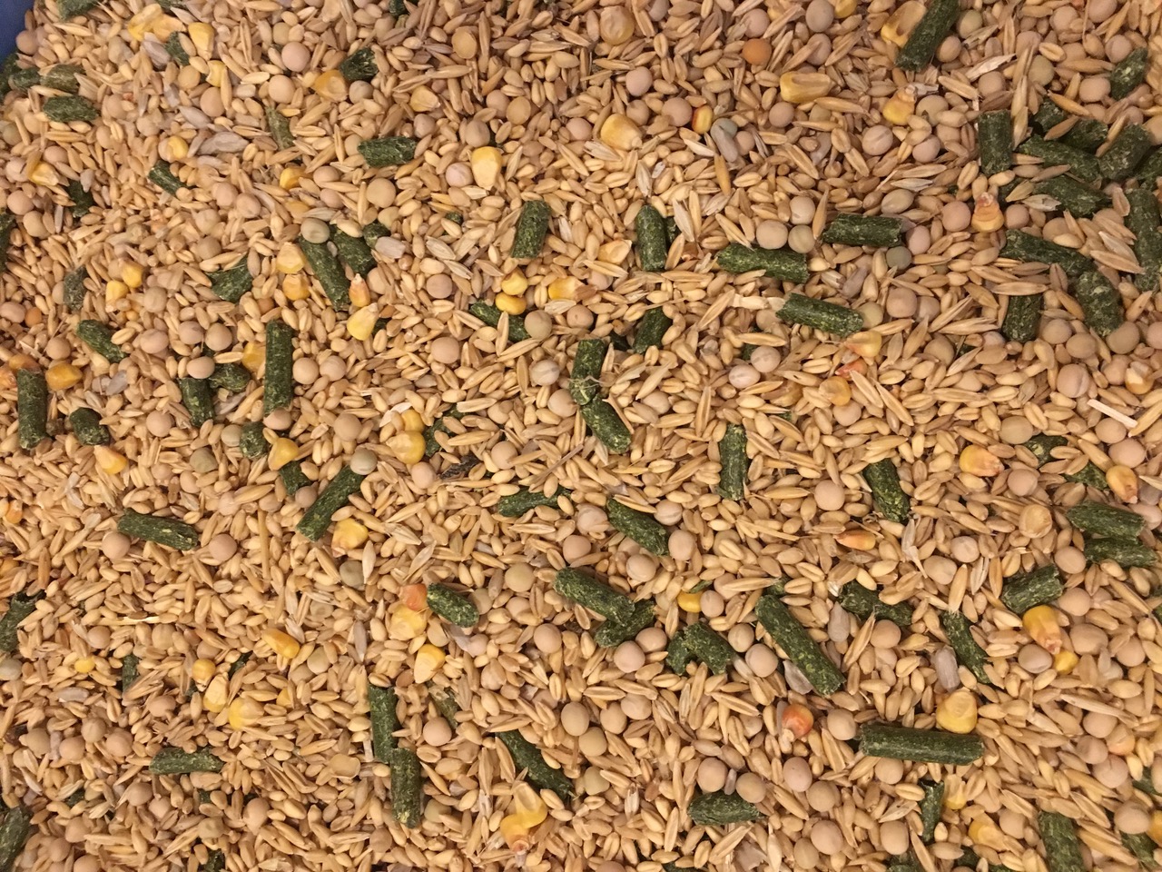 Azure Hens Speak Up (and We Share an Organic Layer Feed Recipe) - Azure ...