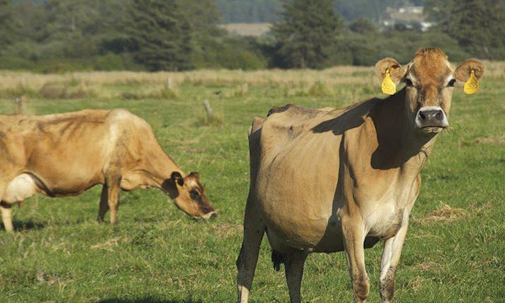 Meet the Family Behind Rumiano Cheese Dairy Products - Azure Standard