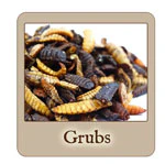 Protein-rich Grubs Feed Supplement for Healthy Chickens - Azure Standard