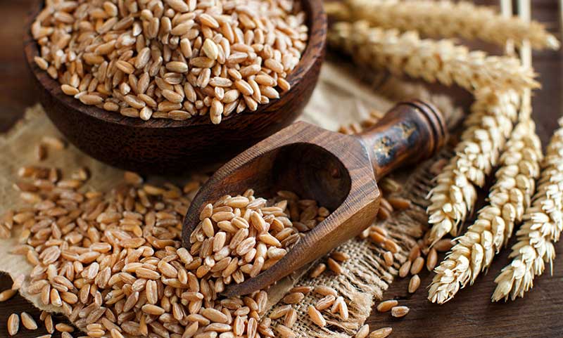 There's More to Spelt Grain Than You Might Think - Azure Standard