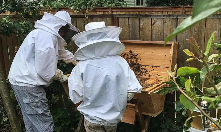 What a Natural Beekeeper Does Each Month of the Year - Azure Standard