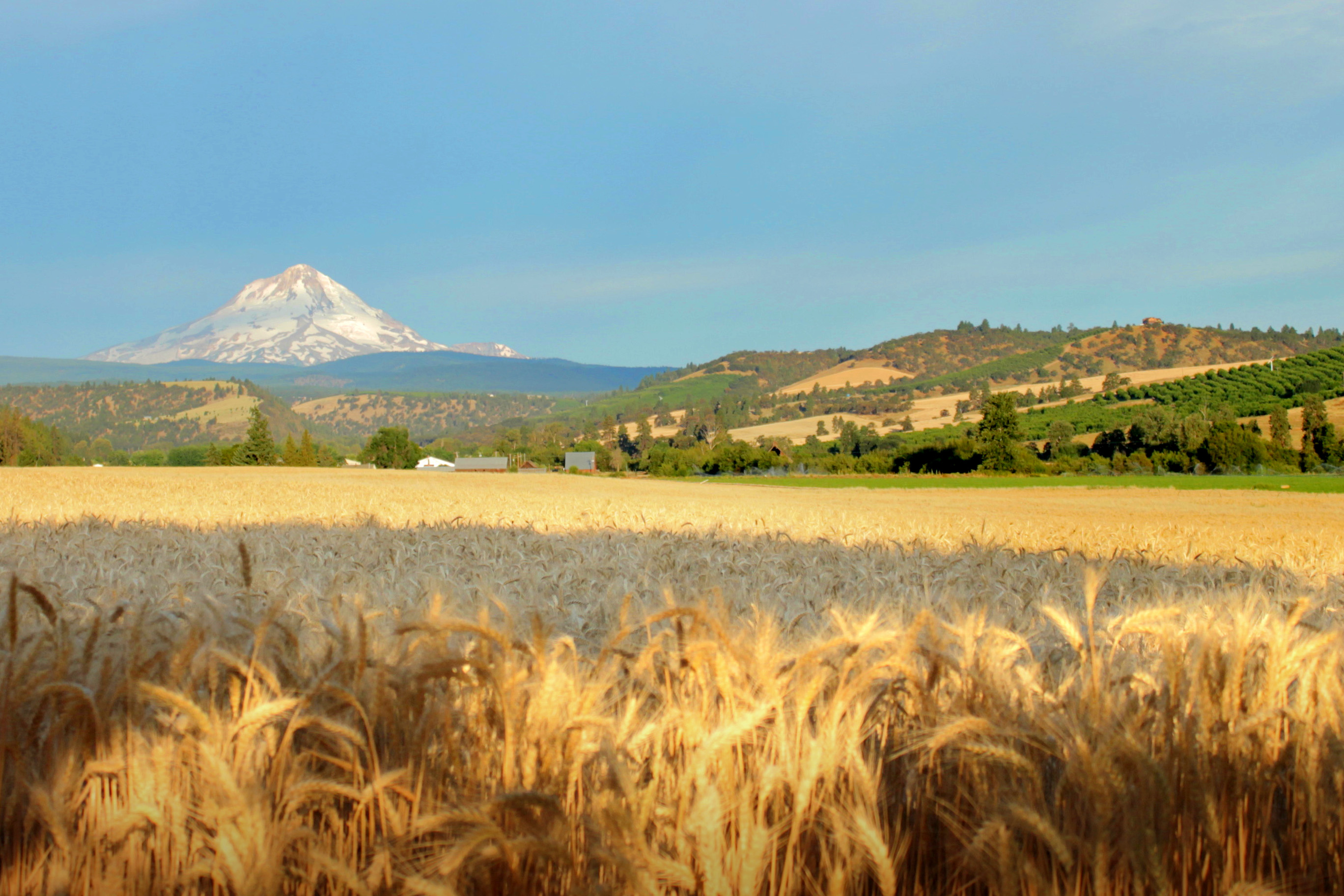 Search results for: “wheat” - Azure Standard