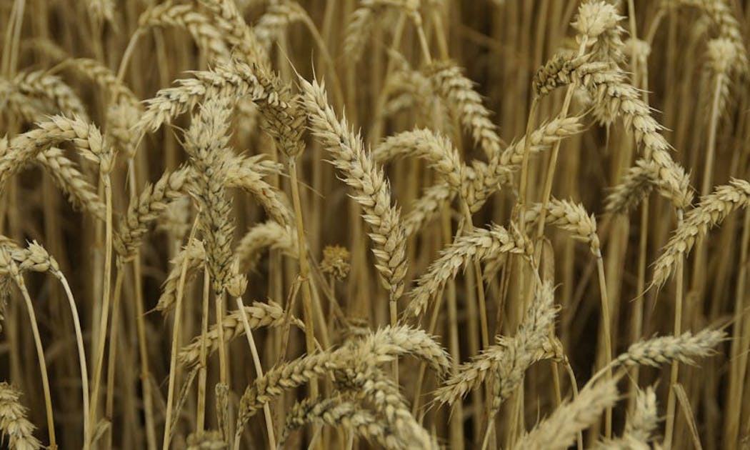 Granite Mill: Sprouted Wheat Flour for Whole Grain Breads - Azure Standard