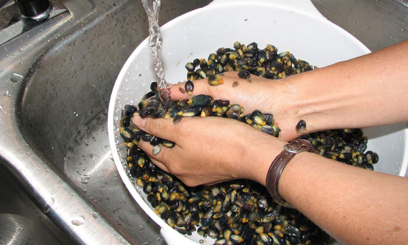 How to Make Homemade Tortillas from Whole Corn - Azure Standard