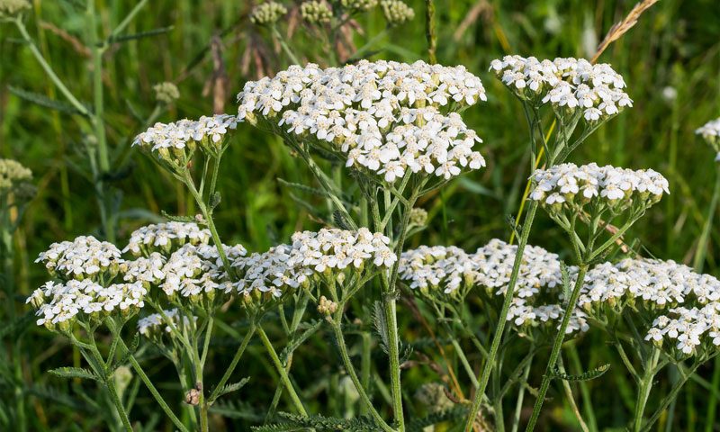 10 Edible and Medicinal Weeds that Deserve Attention - Azure Standard